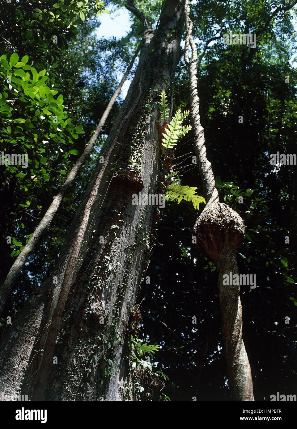 Liana, tropical rain forest Stock Photo - Alamy