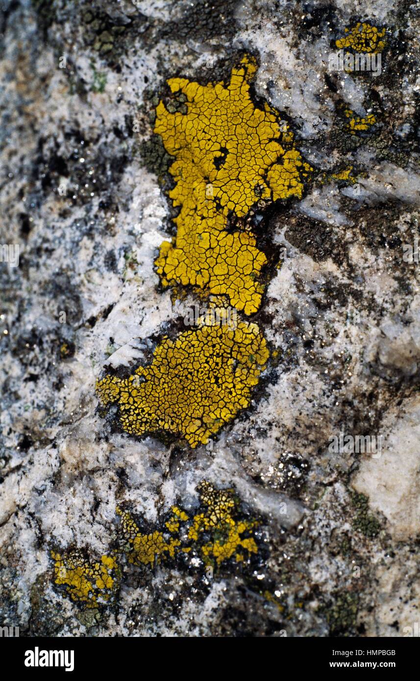 Yellow Map Lichen (Rhizocarpon geographicum), Rhizocarpaceae Stock ...