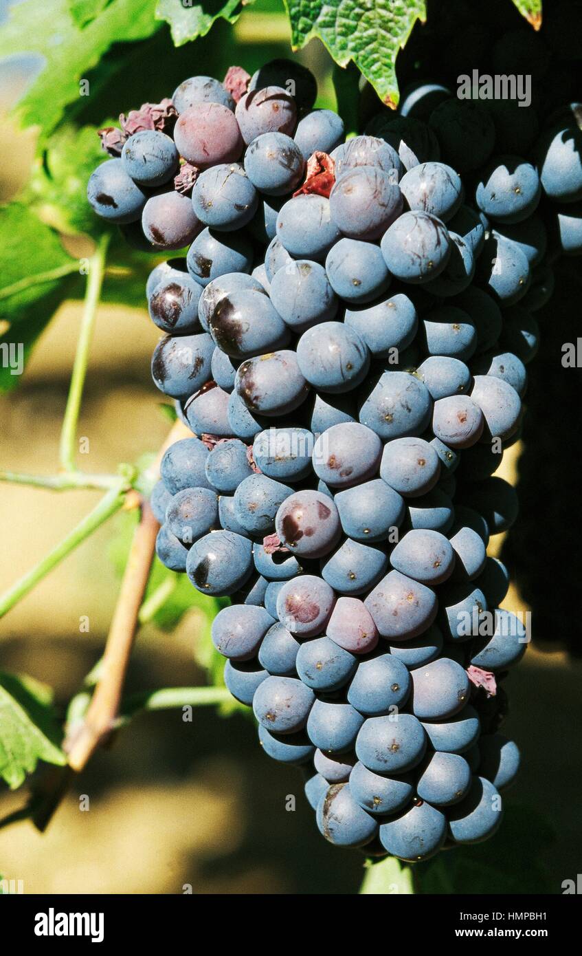 Corvina Grape