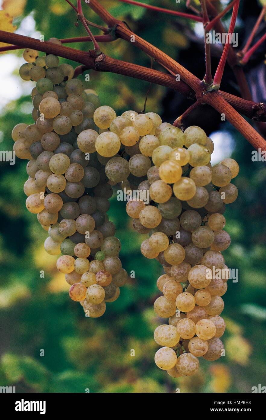 Orange blossom muscat grape hi-res stock photography and images - Alamy