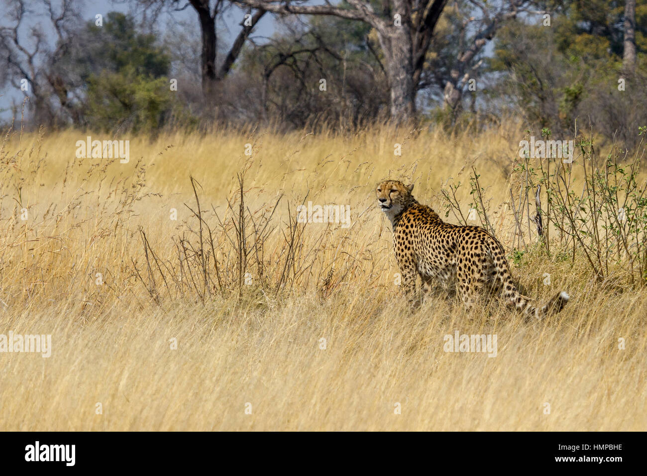 Hunting cheetah on the savannah Stock Photo - Alamy