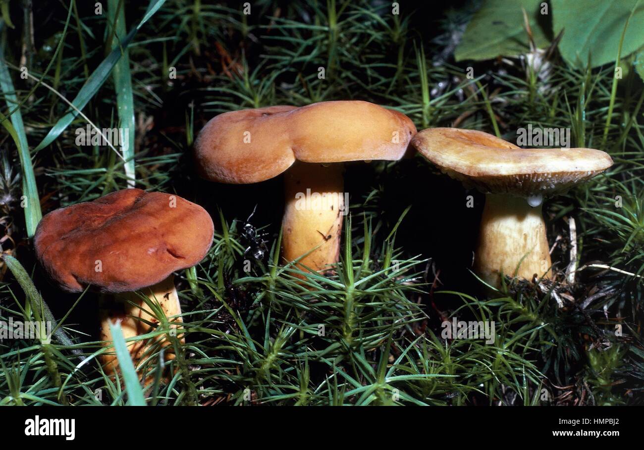 Example of Weeping milk cap or Voluminous-latex milky (Lactarius ...