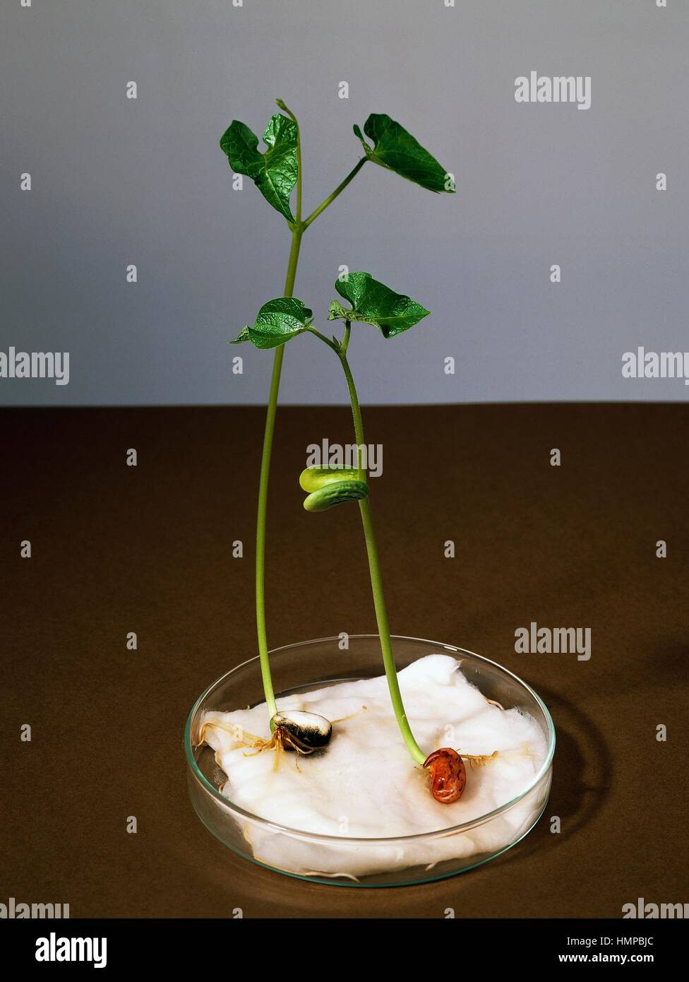 Common beans (Phaseolus vulgaris), Fabaceae, germination in cotton ...