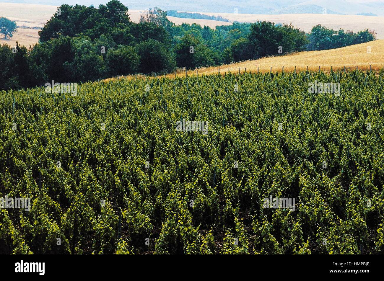 Vineyard at Mount Vulture, Basilicata, Italy Stock Photo - Alamy