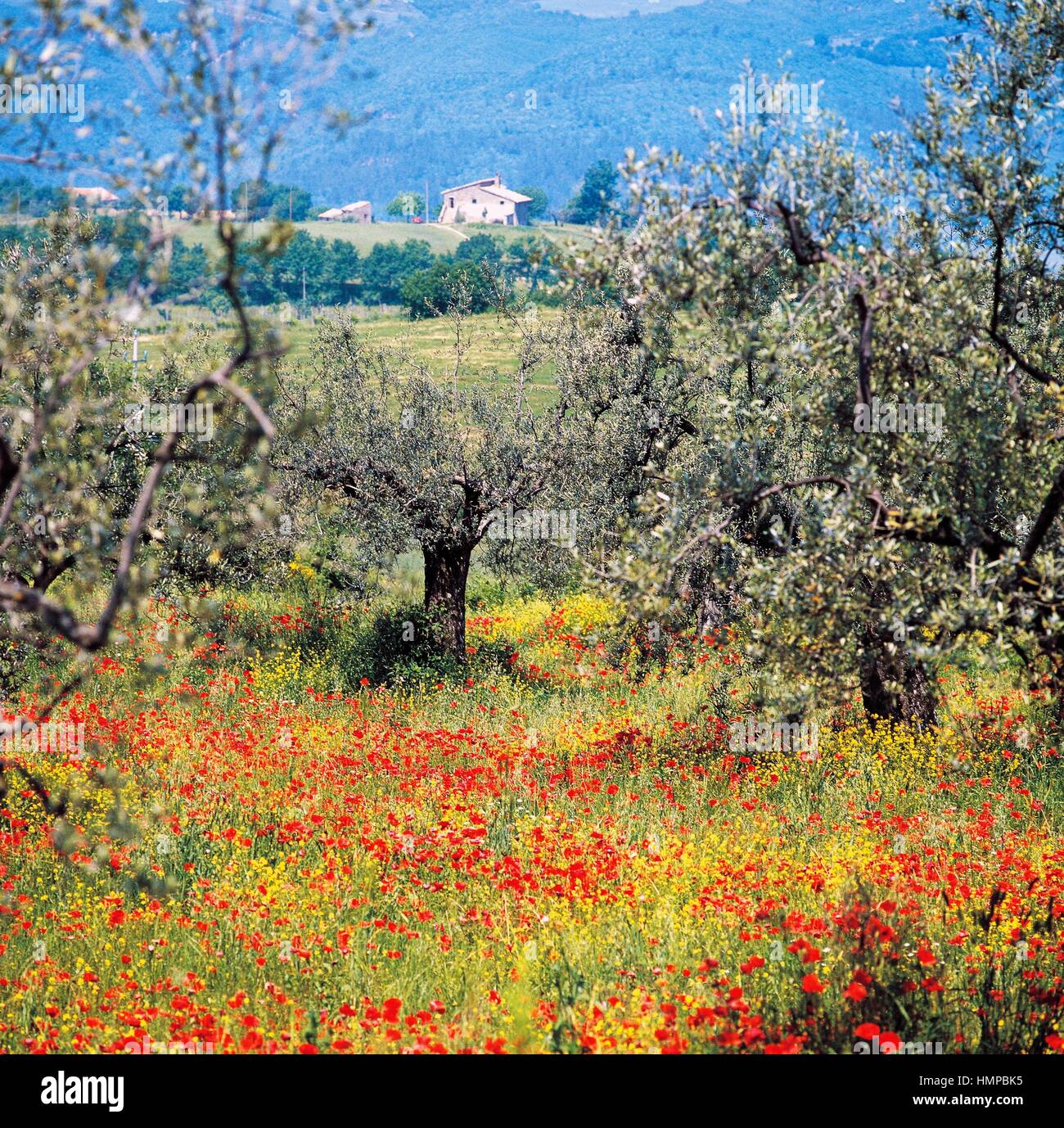 Olive trees (Olea europaea), Montecchio, Umbria, Italy Stock Photo - Alamy