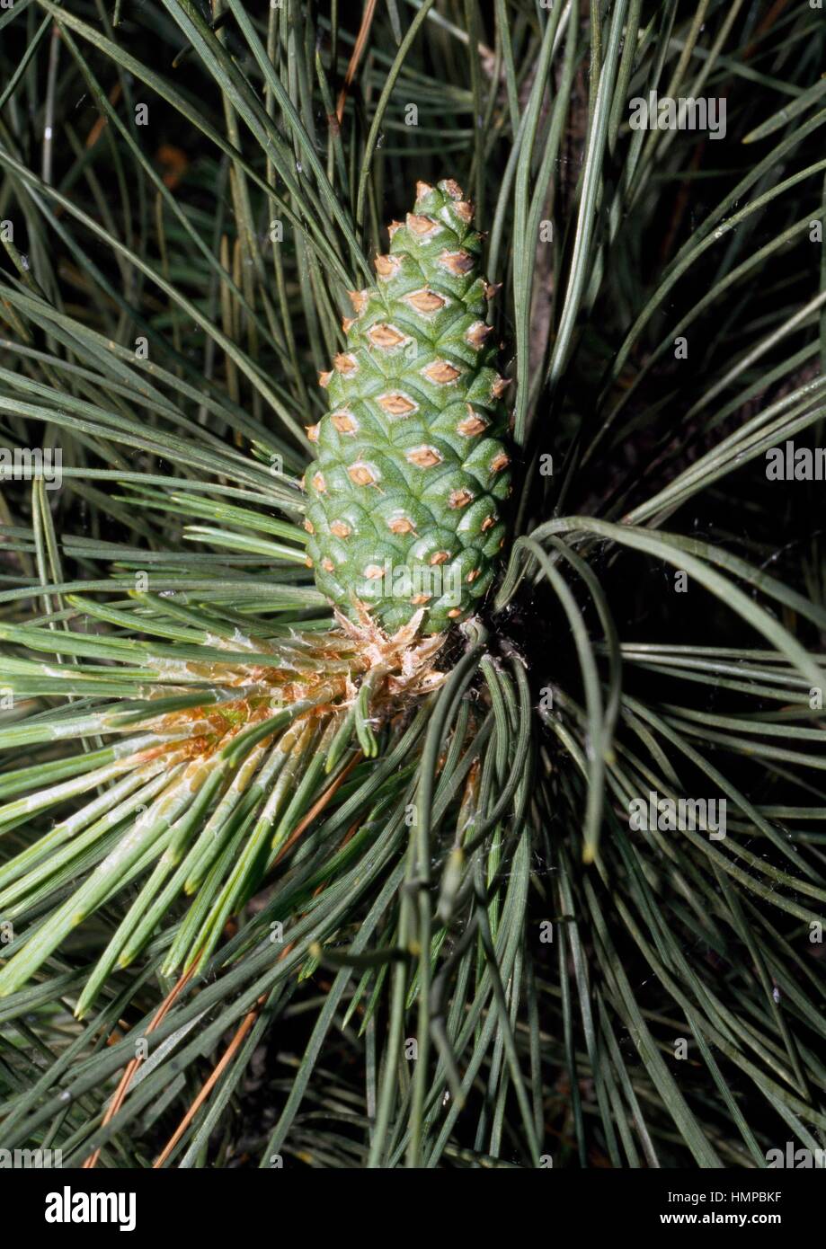 Scots Pine cone (Pinus sylvestris), Pinaceae Stock Photo - Alamy