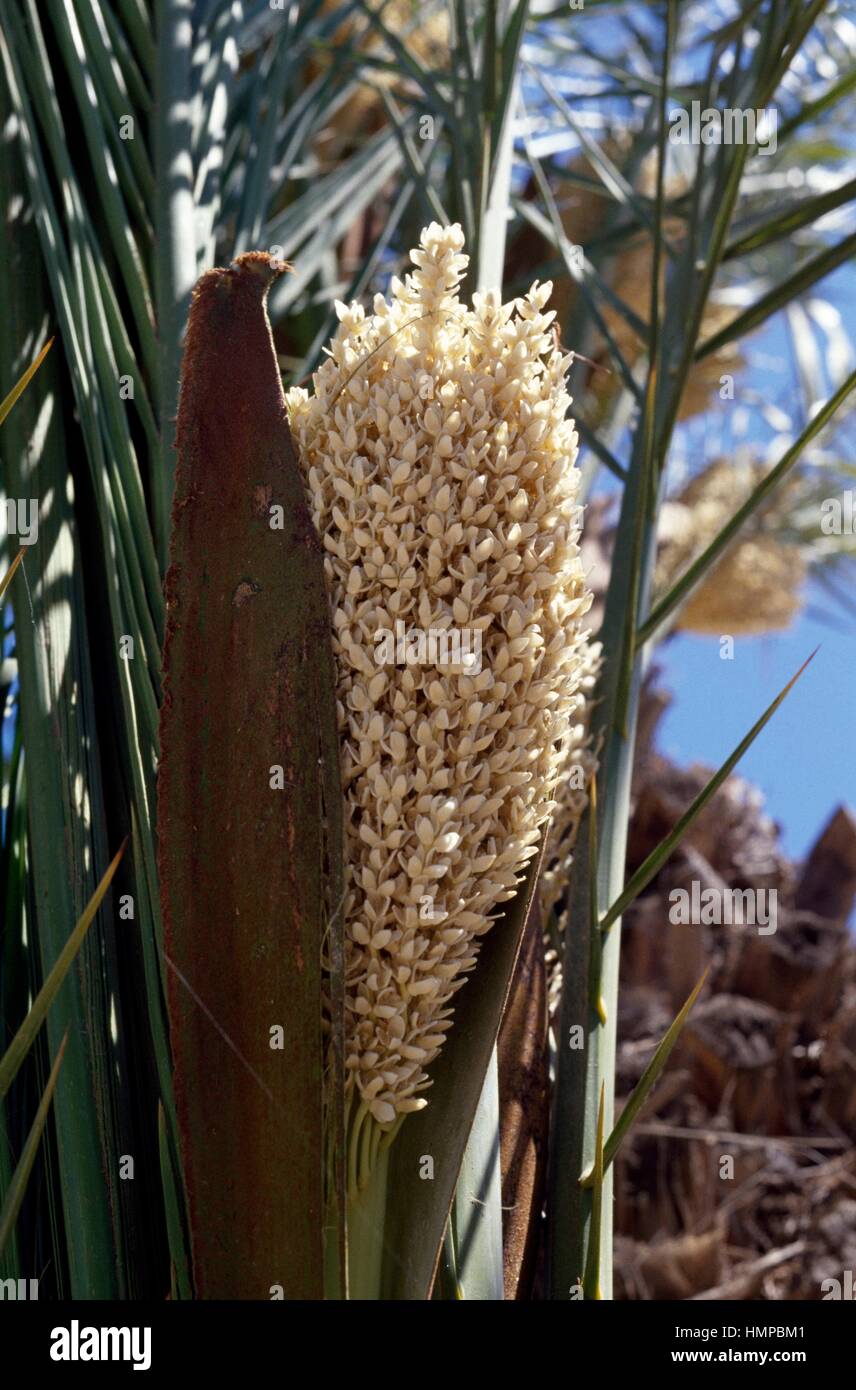 Fruits of the Date palm (Phoenix dactylifera), Arecaceae Stock Photo ...