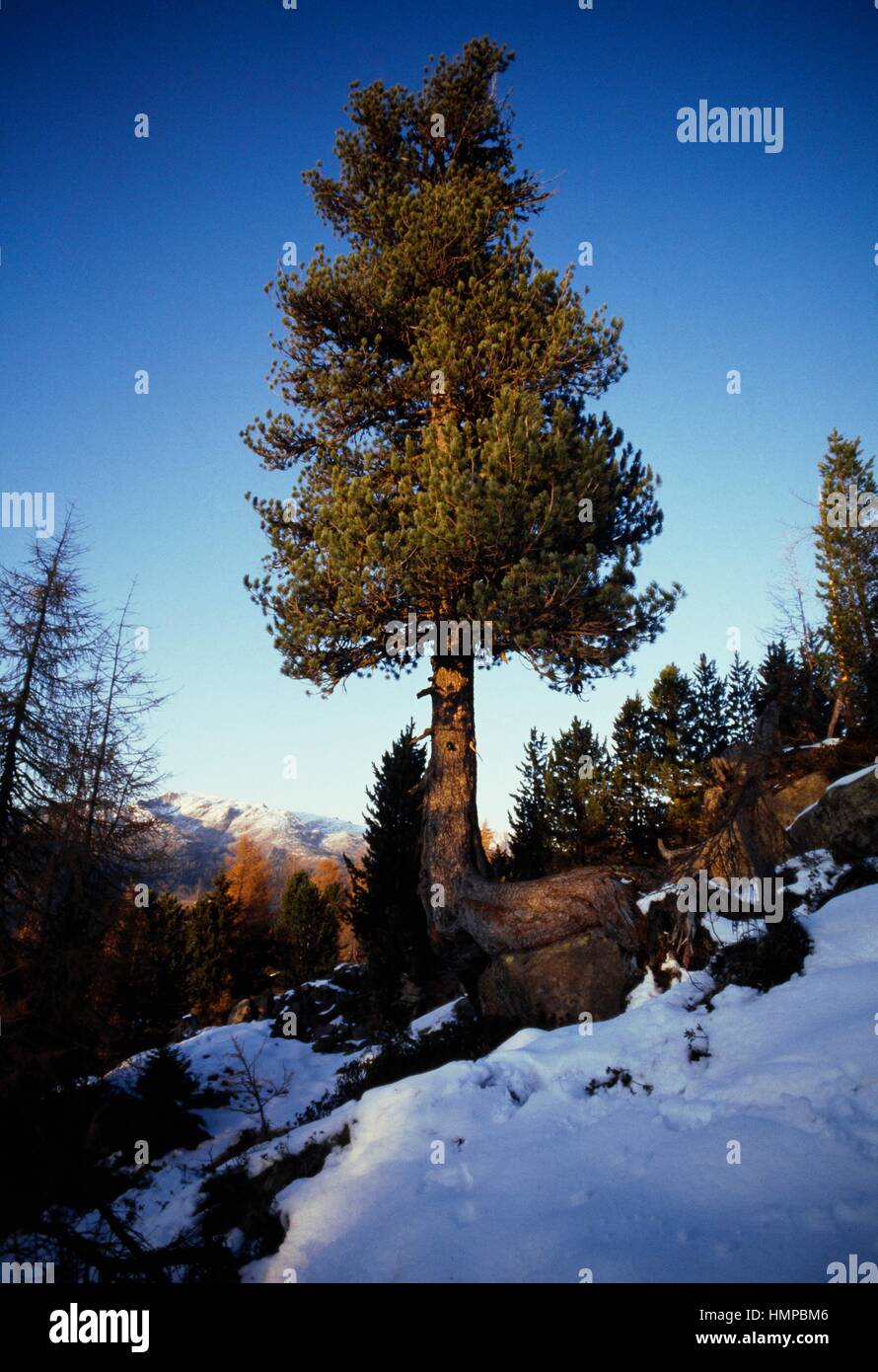 Pinus cembra italy hi-res stock photography and images - Alamy