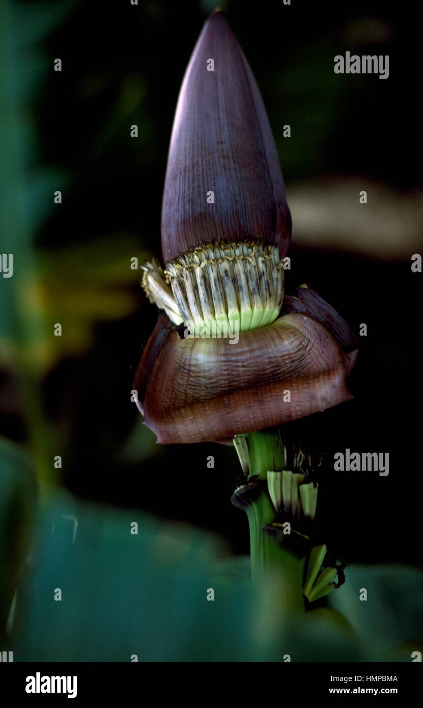 Banana flower (Musa sp), Musaceae Stock Photo - Alamy