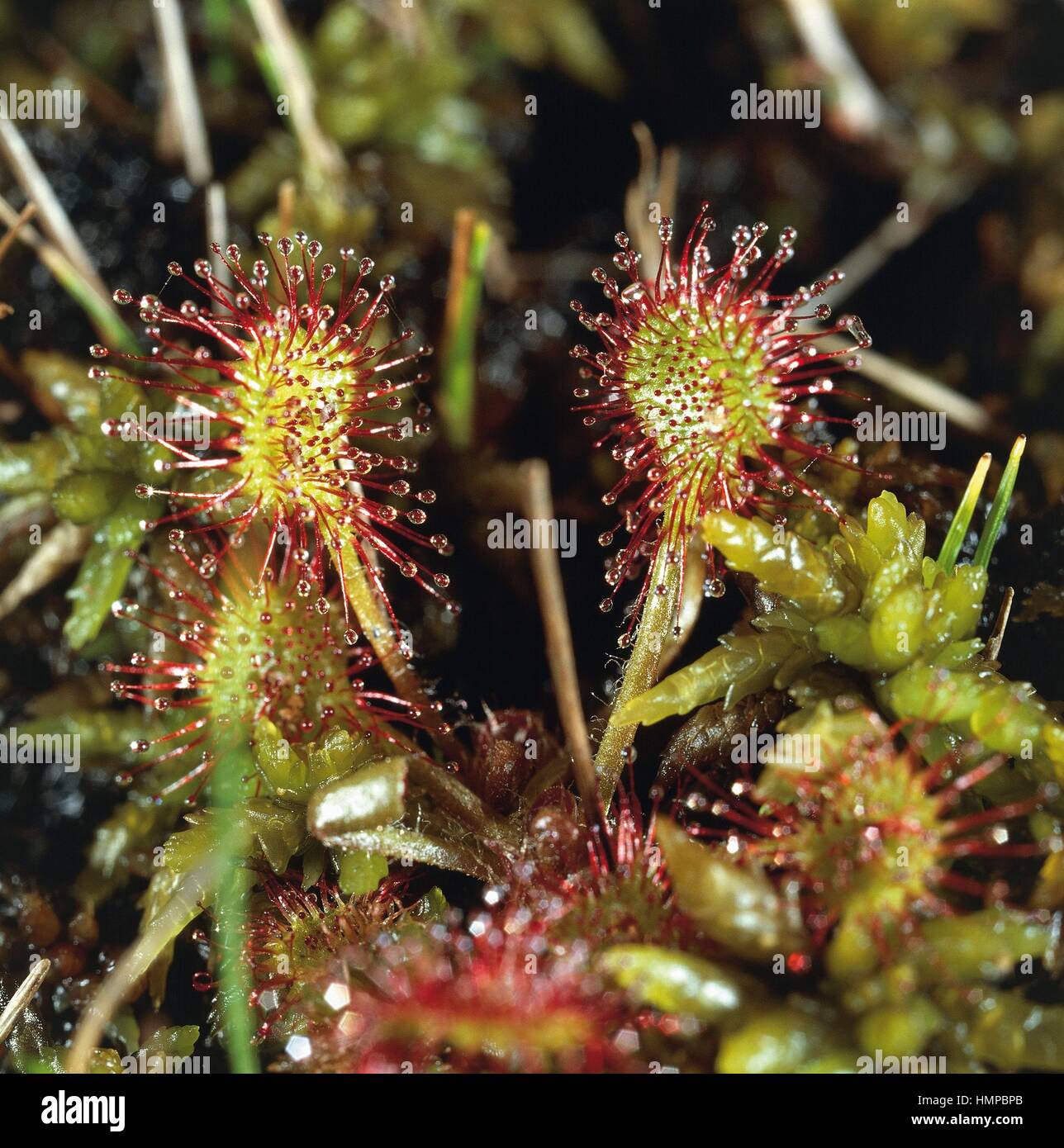 Botany droseraceae common hi-res stock photography and images - Alamy