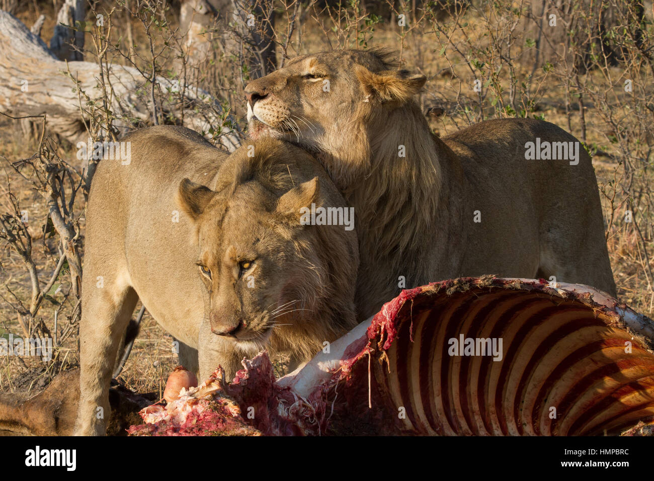 Lion taking break hi-res stock photography and images - Alamy