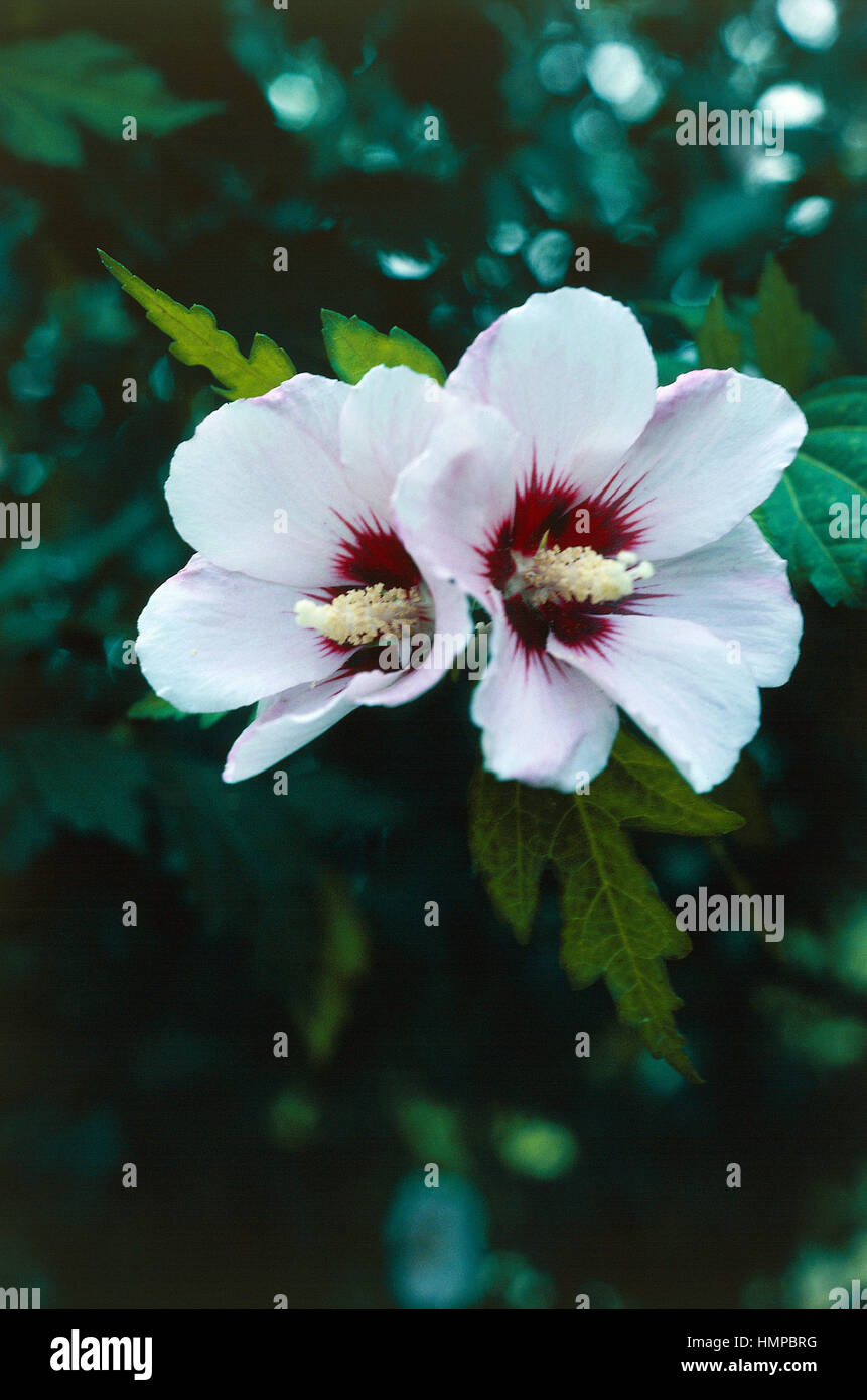 Althaea frutex hi-res stock photography and images - Alamy