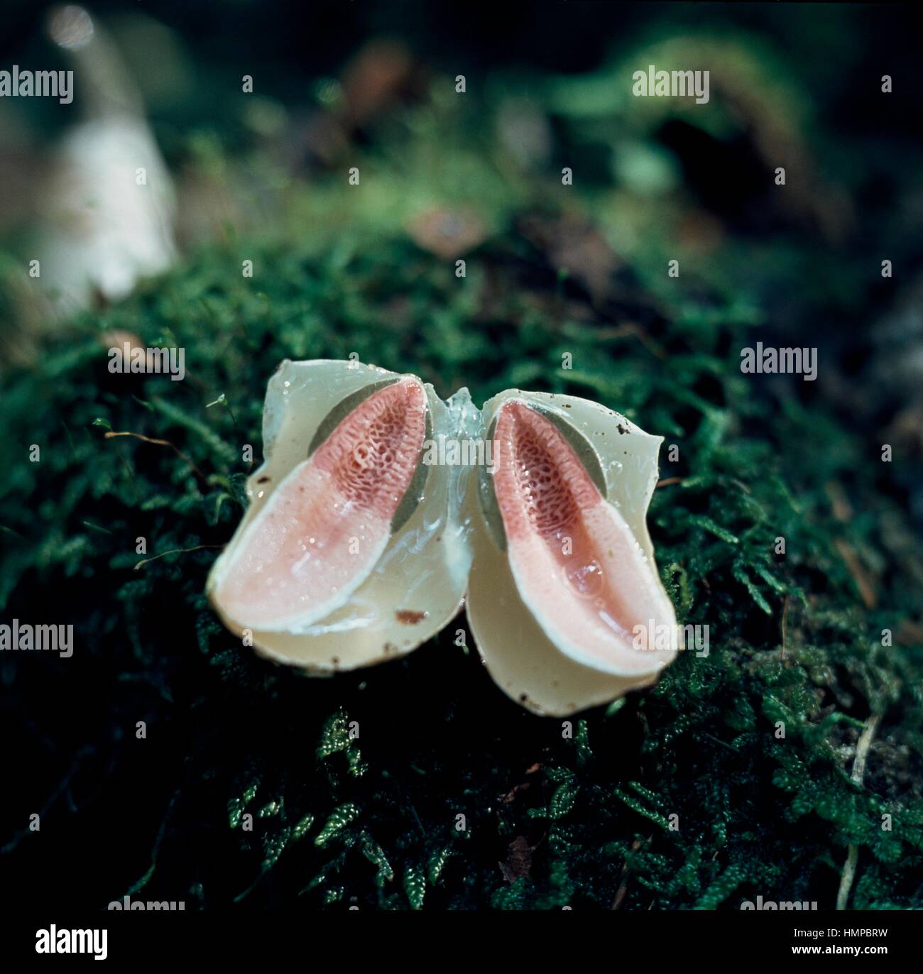 Dog stinkhorn (Mutinus caninus), Phallaceae Stock Photo - Alamy