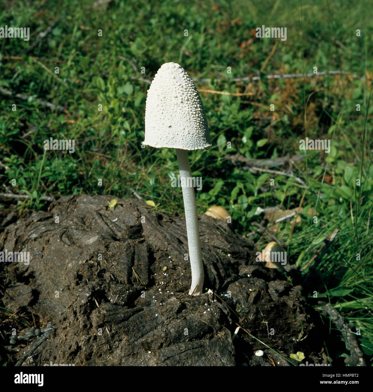 Is a genus hi-res stock photography and images - Alamy