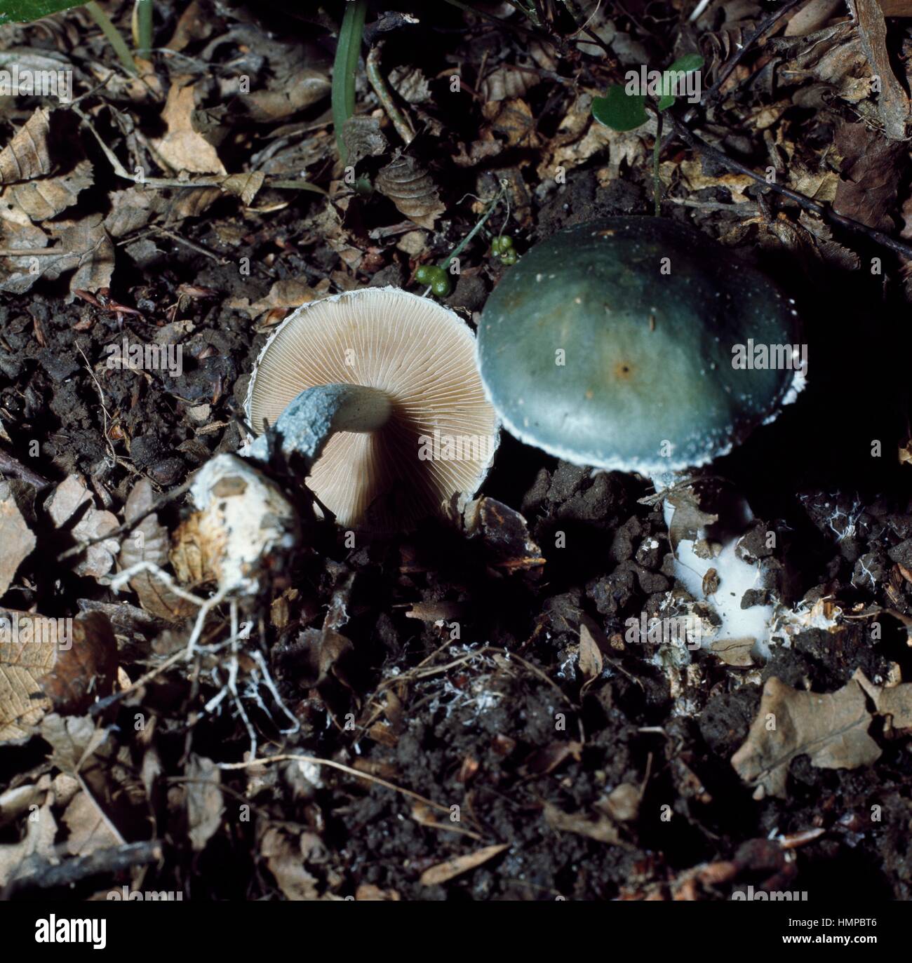 Verdigris agaric (Stropharia aeruginosa), Strophariaceae Stock Photo ...