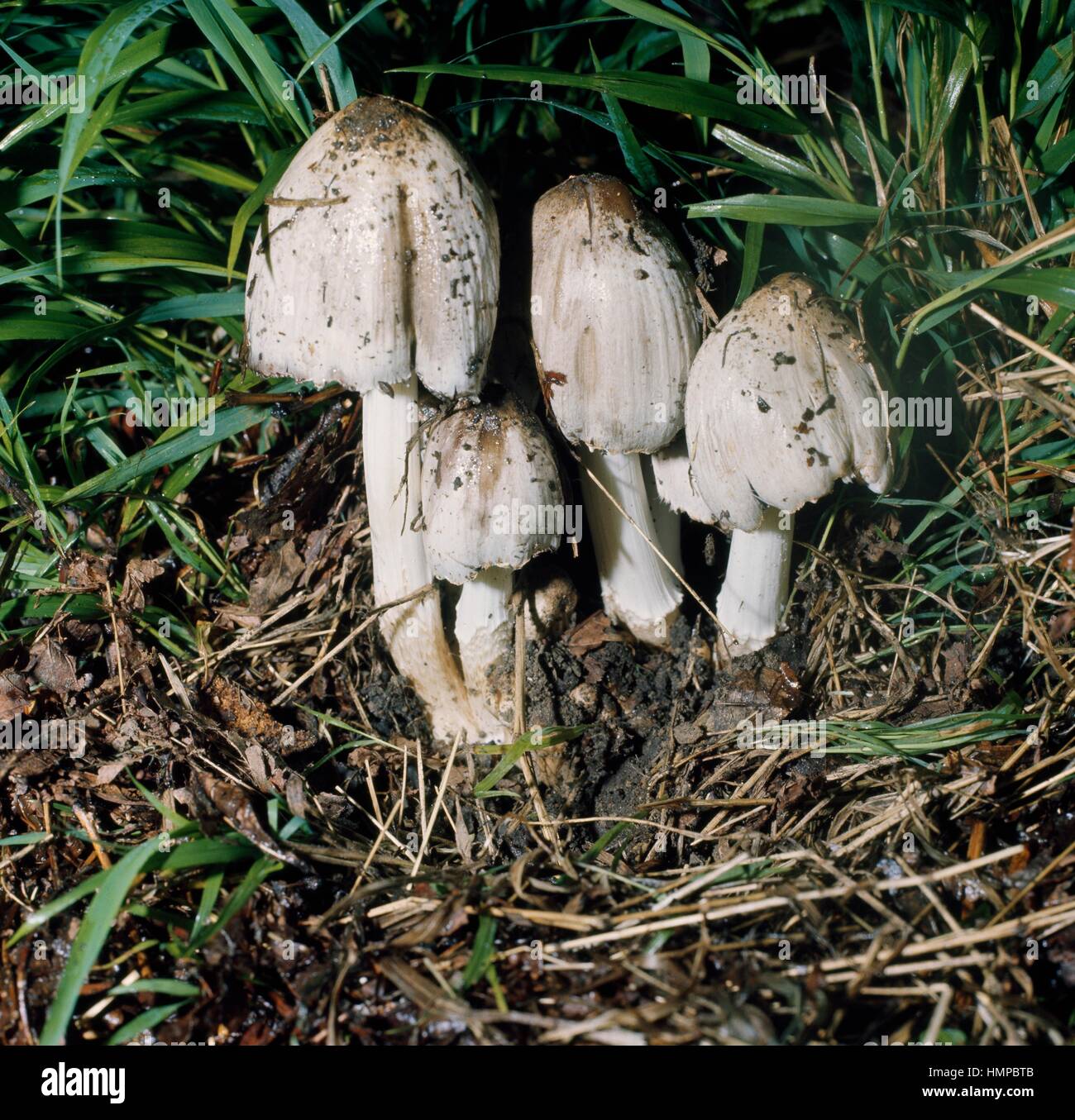 Common ink cap or Inky cap, (Coprinopsis atramentaria formerly Coprinus ...