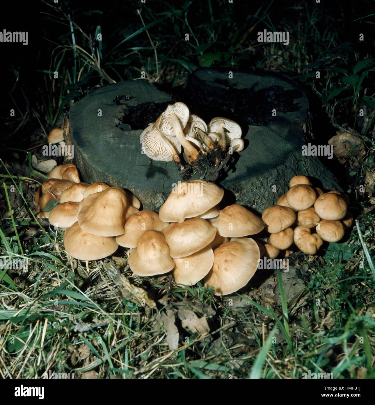 Spindle shank collybia fusipes hi-res stock photography and images - Alamy