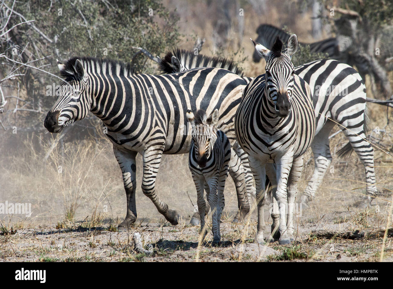 Zebra colt with adults Stock Photo - Alamy