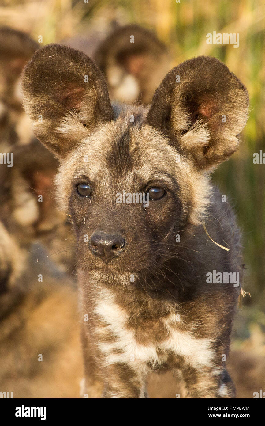 Wild dog portrait Stock Photo - Alamy