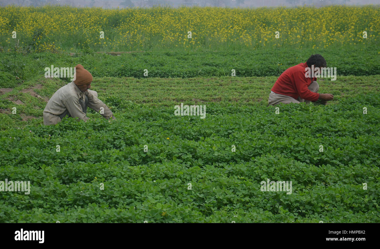 Pakistani people busy in their routine work during cold and foggy ...