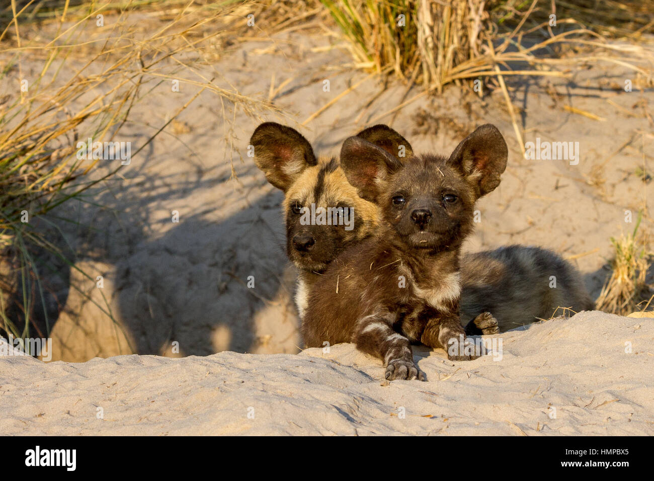 Wild dog puppies peek out of the den Stock Photo - Alamy