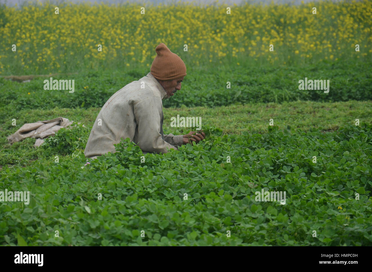 Pakistani people busy in their routine work during cold and foggy ...