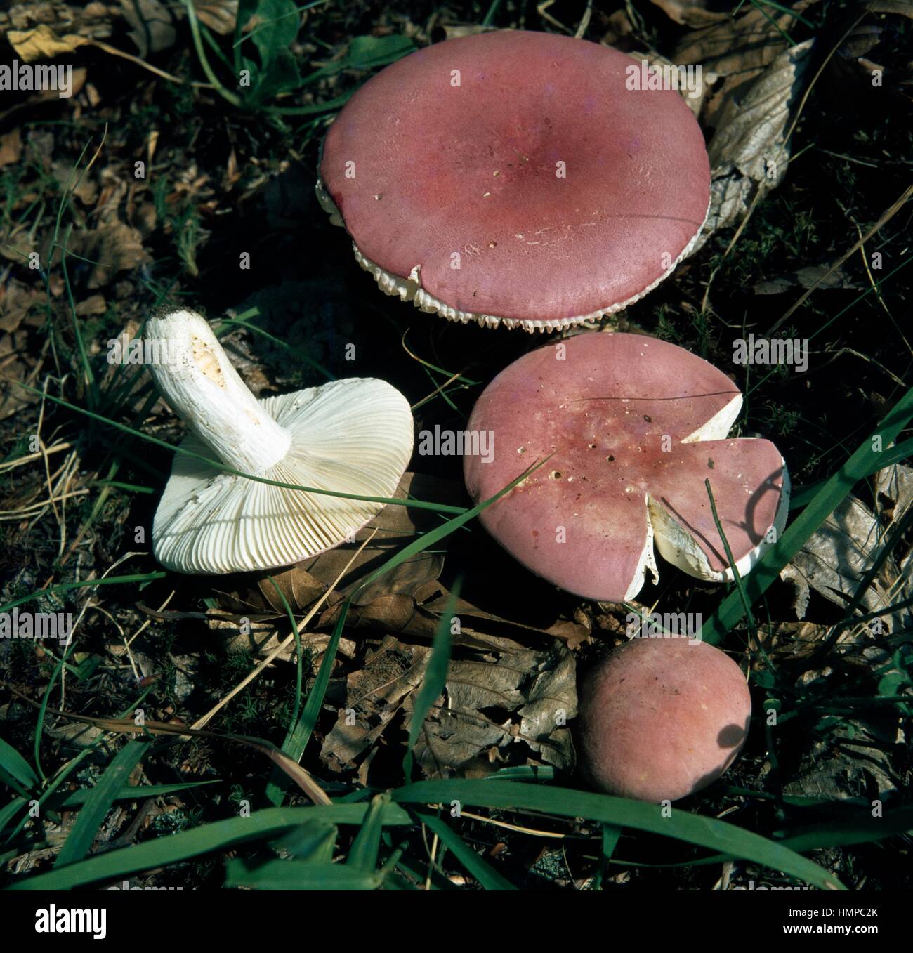 Russula lepida, Russulaceae Stock Photo - Alamy