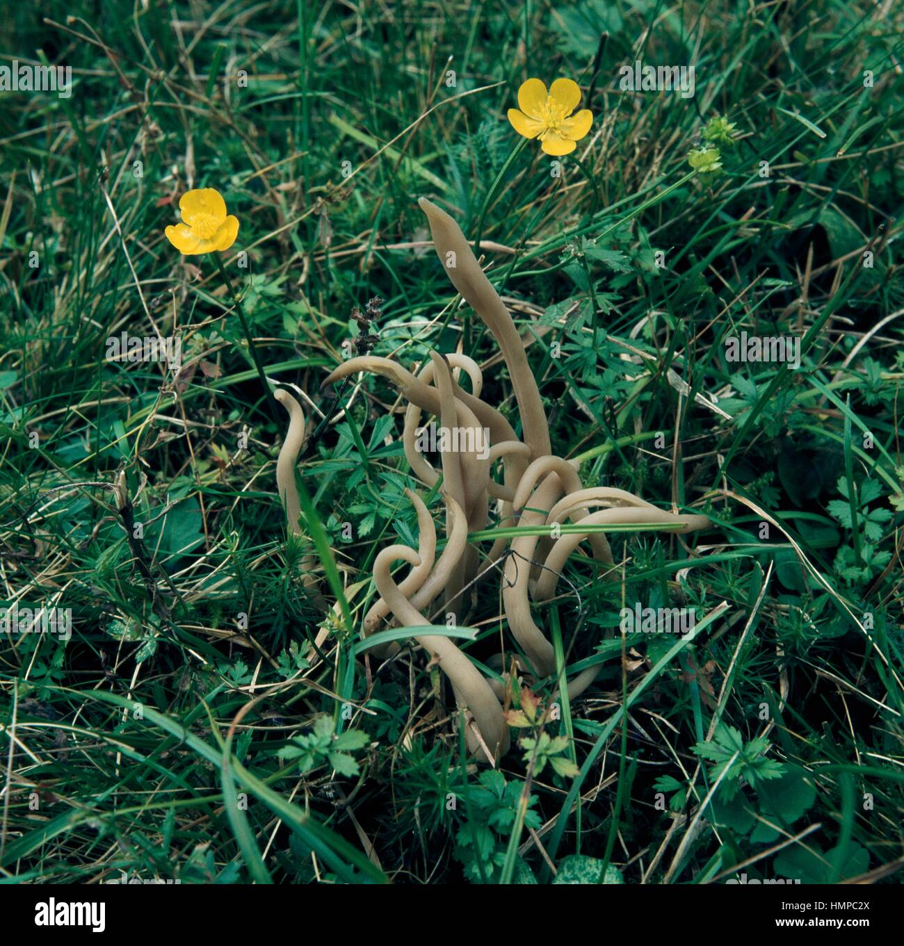 Fairy fingers, White worm coral, or White spindles (Clavaria ...