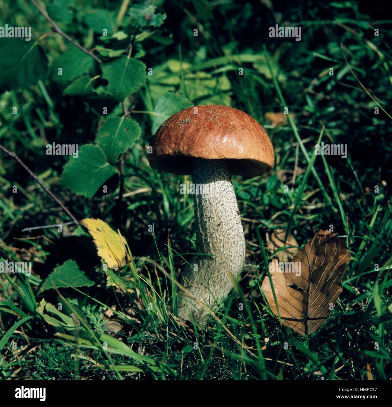 Boletus rufescens, Boletaceae Stock Photo - Alamy
