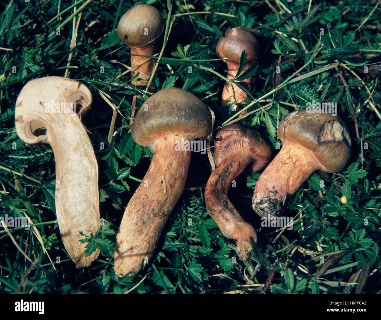 Spike-caps (Gomphidius viscidus) Gomphidiaceae Stock Photo - Alamy