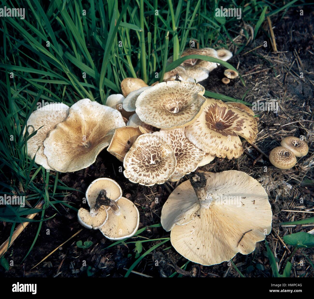Lentinus tigrinus hi-res stock photography and images - Alamy