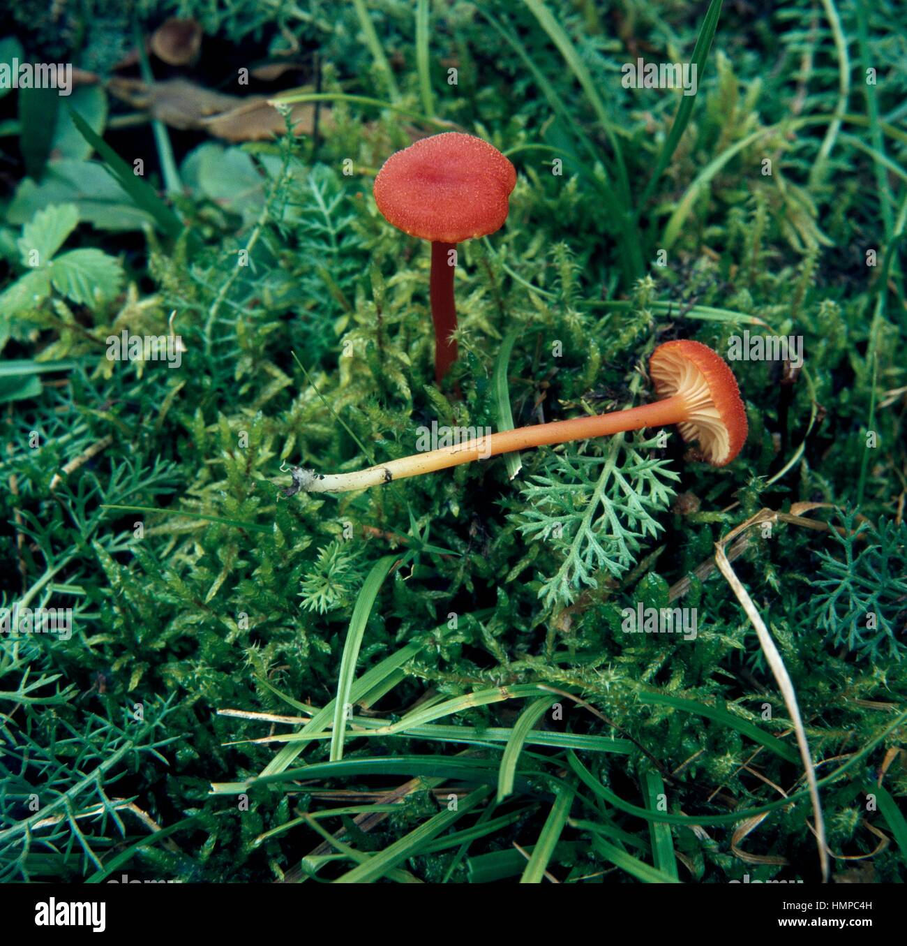 Hygrocybe Turunda High Resolution Stock Photography and Images - Alamy