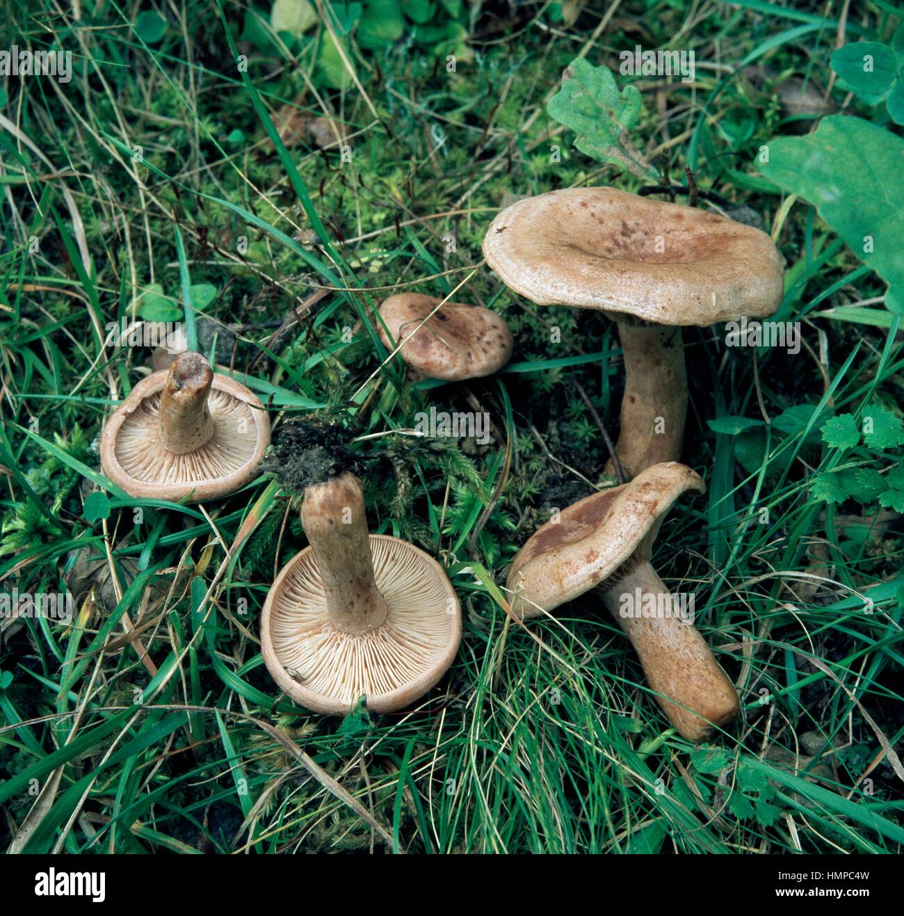 Oakbug Milkcap (Lactarius quietus), Russulaceae Stock Photo - Alamy