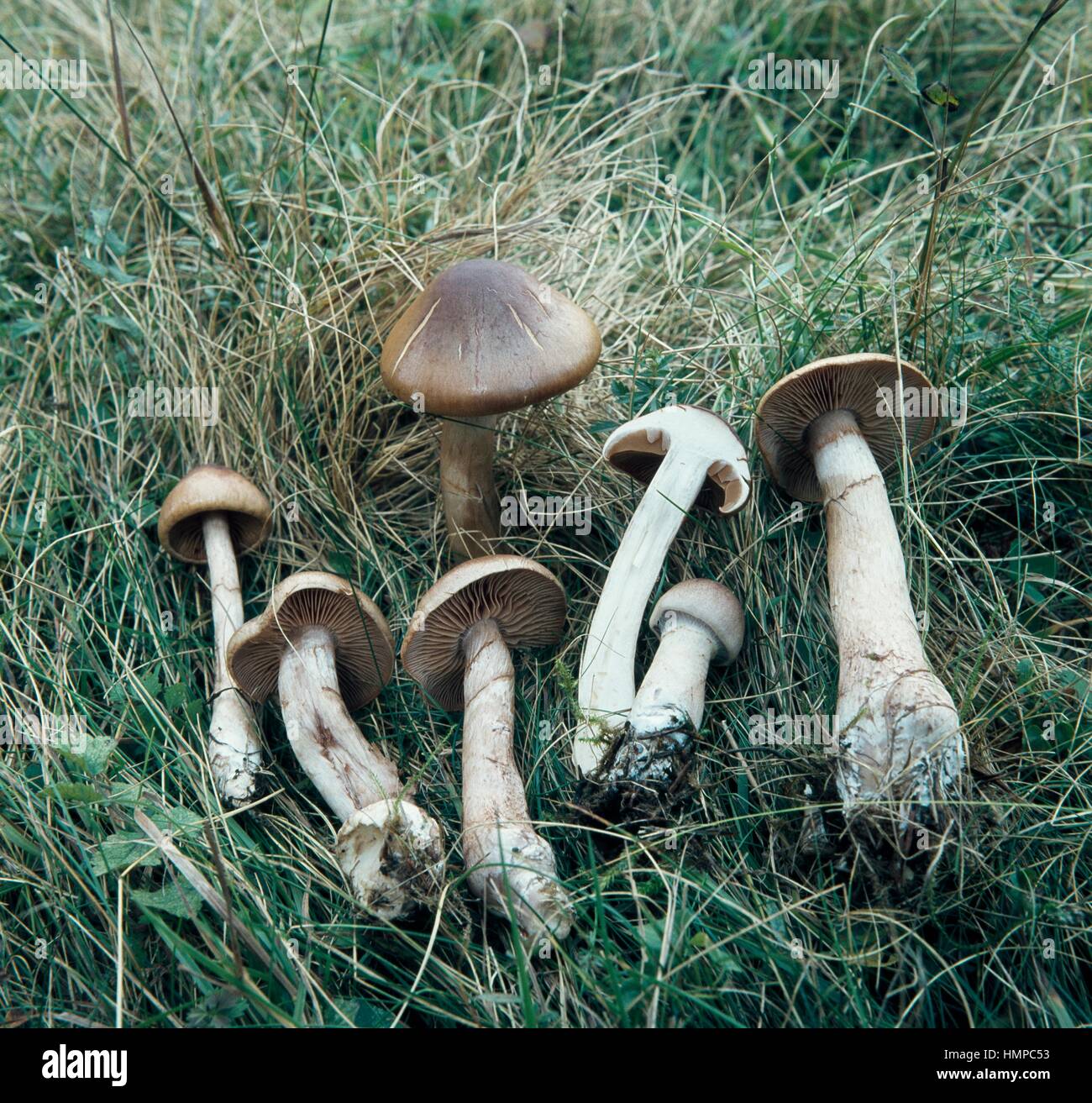 Cortinarius caninus hi-res stock photography and images - Alamy