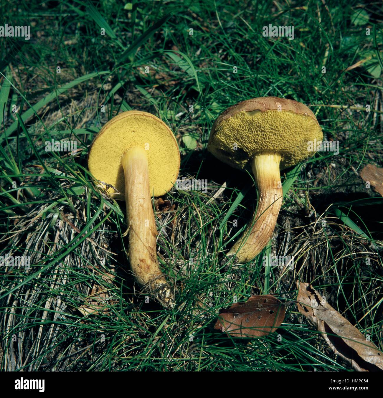 Yellow cracked bolete boletus subtomentosus hi-res stock photography ...