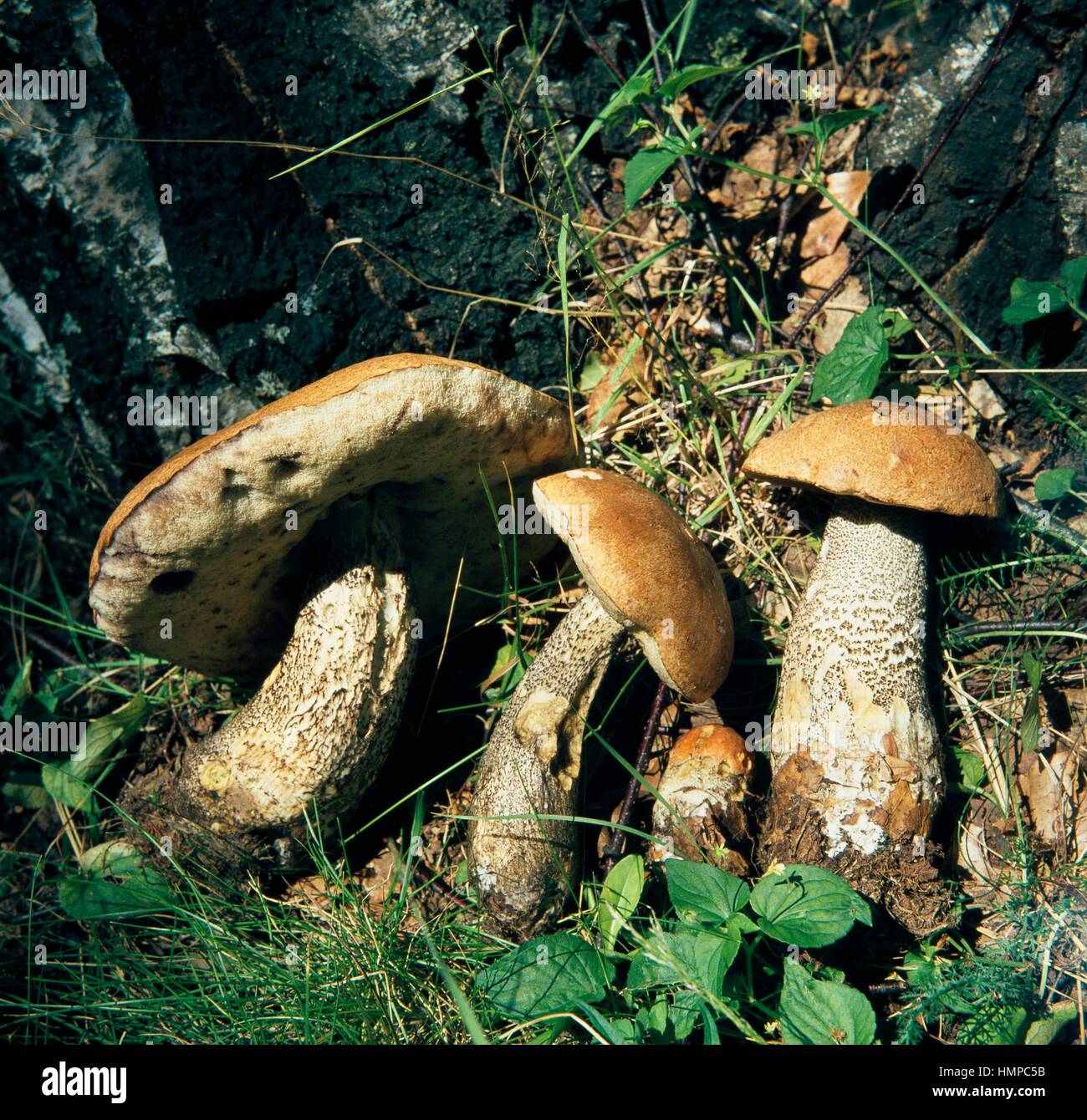 Boletus rufescens, Boletaceae Stock Photo - Alamy