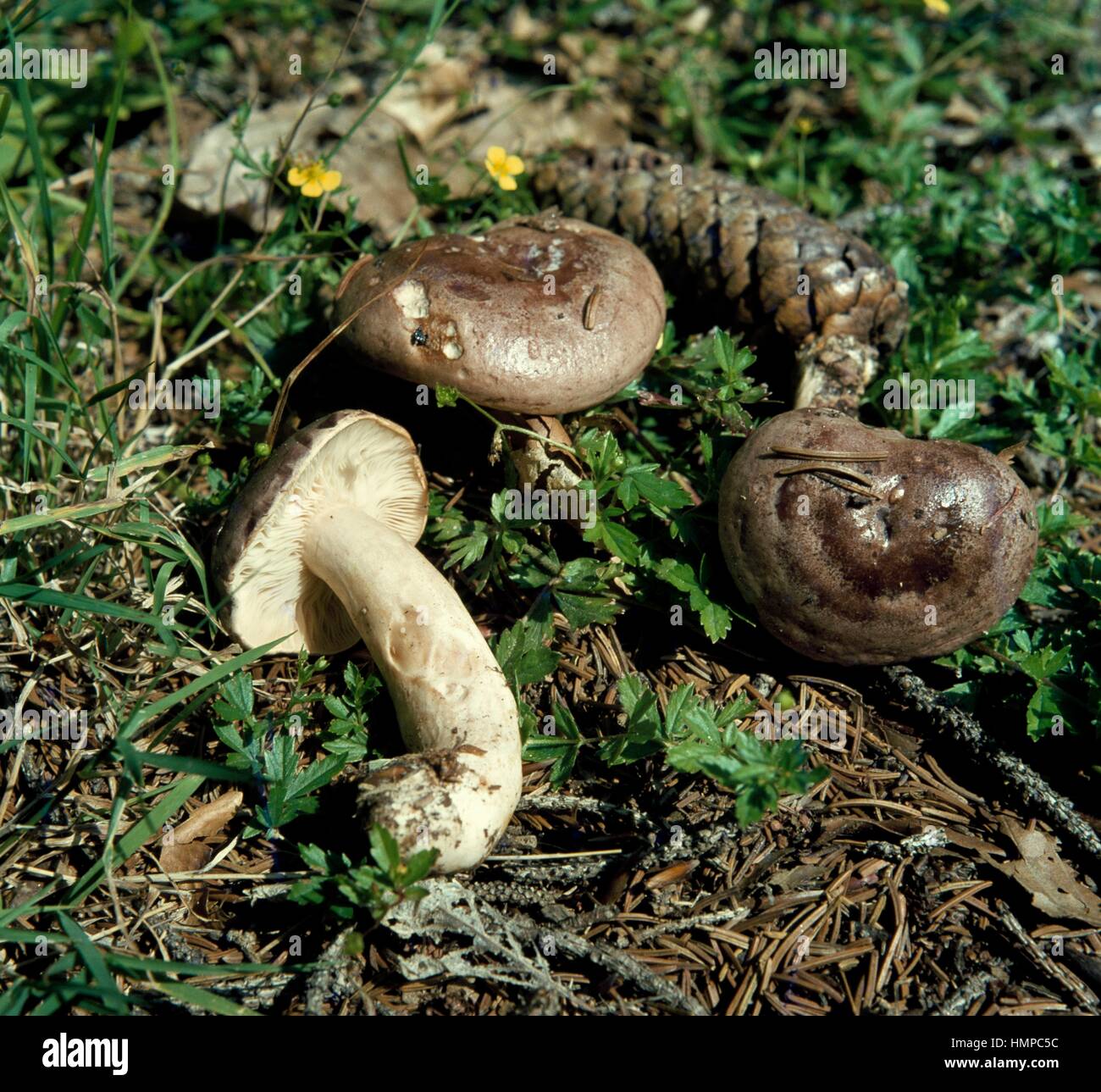 Grey Milkcap (Lactarius vietus), Russulaceae Stock Photo - Alamy