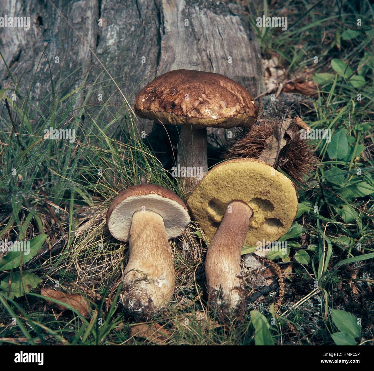 Summer cep (Boletus reticulatus), Boletaceae Stock Photo - Alamy