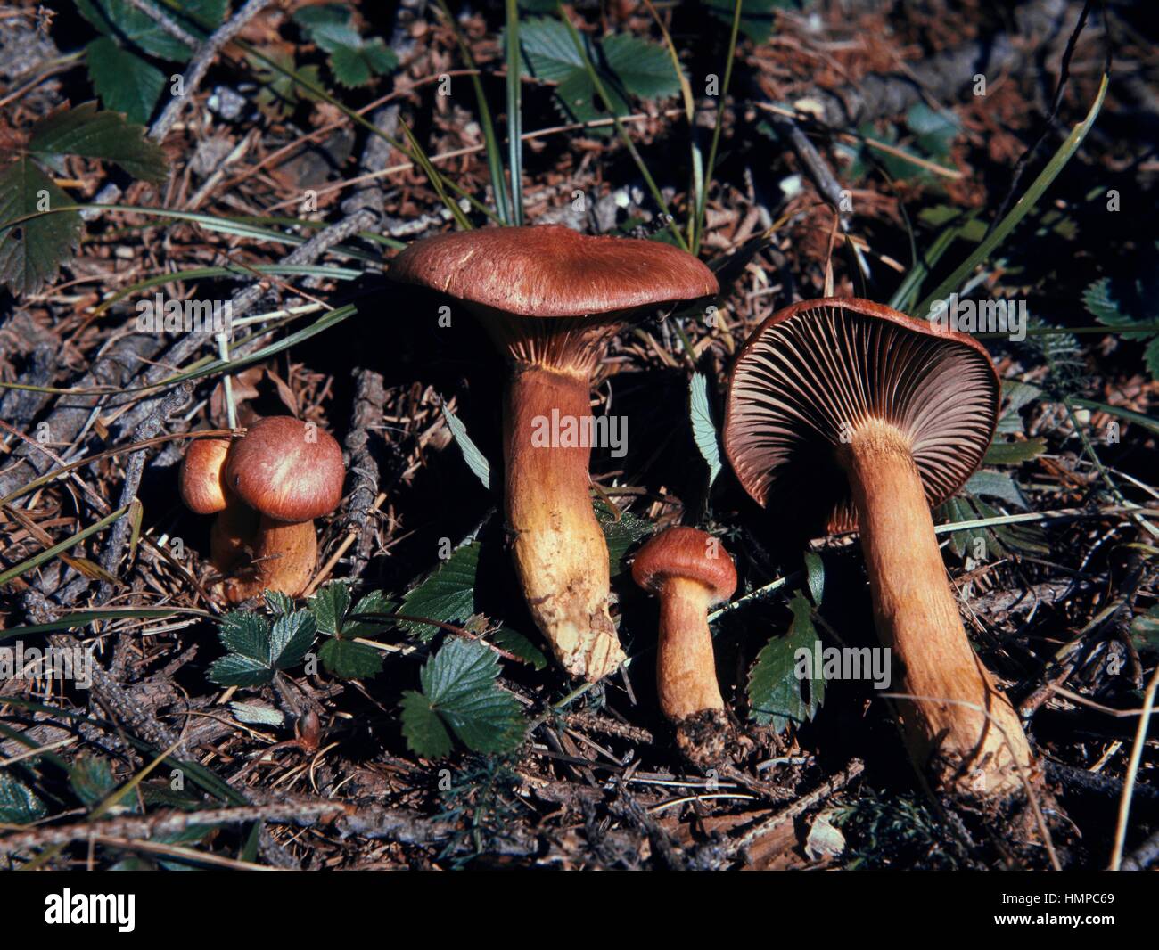 Pine-spikes or Spike-caps (Gomphidius helveticus or Chroogomphus ...