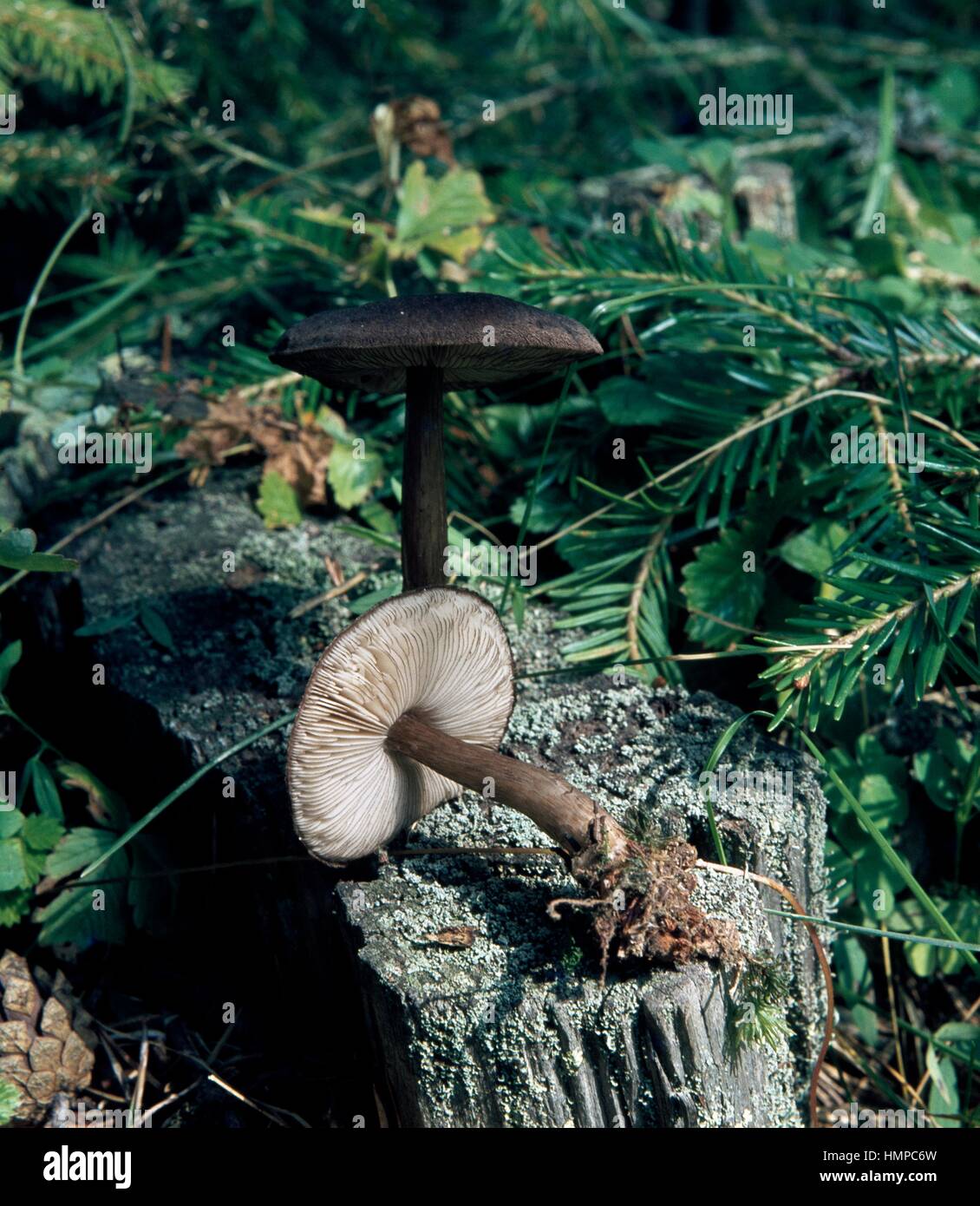 Pluteaceae hi-res stock photography and images - Alamy