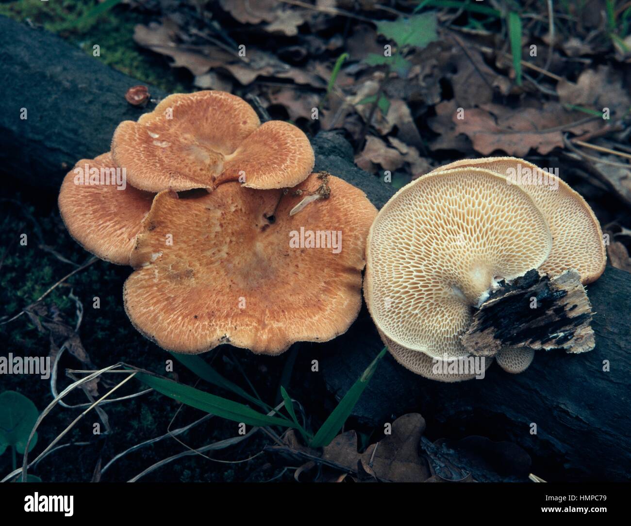 Hexagonal pored polypore hi-res stock photography and images - Alamy