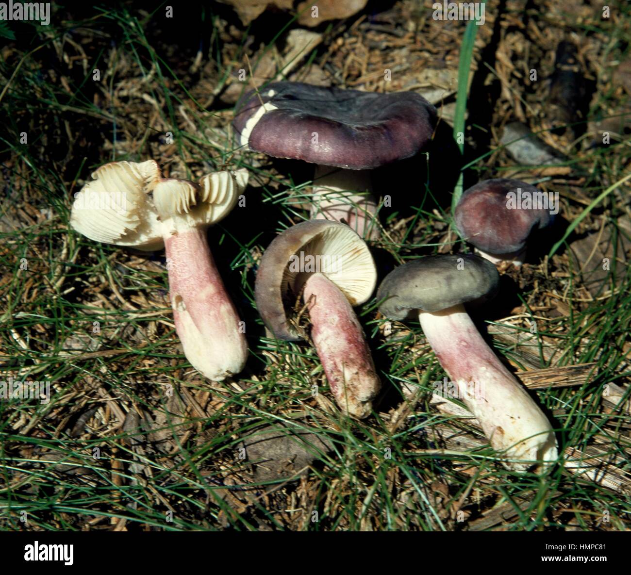 Russula violeipe hi-res stock photography and images - Alamy