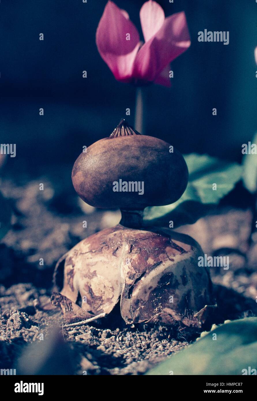 Beaked earthstar or Beret earthstar (Geastrum pectinatum), Geastraceae ...