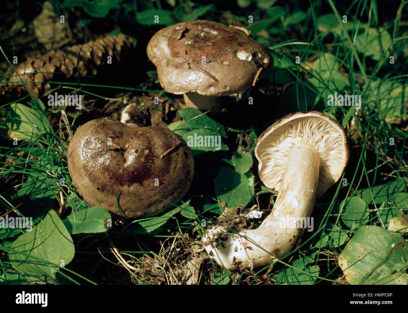 Grey milkcap (Lactarius vietus), Russulaceae Stock Photo - Alamy