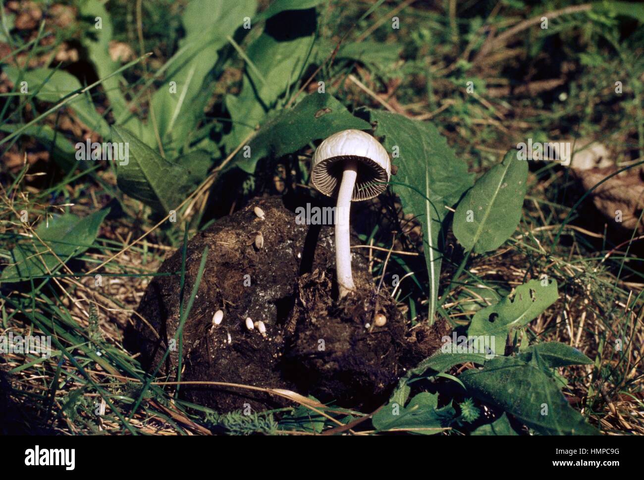 Petticoat mottlegill (Panaeolus papilionaceus), Coprinaceae Stock Photo ...