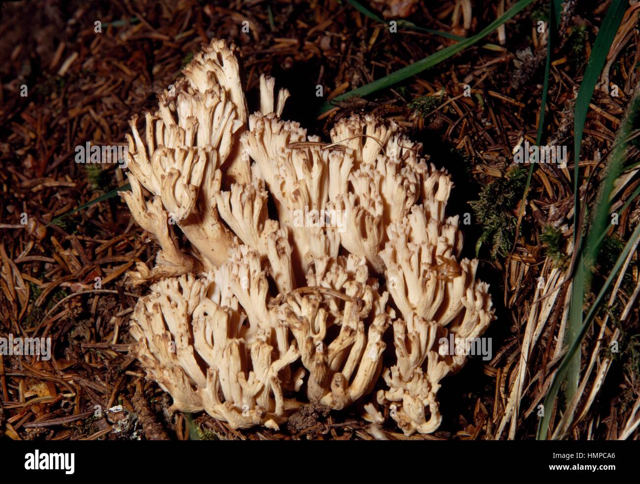 Ramaria Pallida Mushroom High Resolution Stock Photography and Images ...