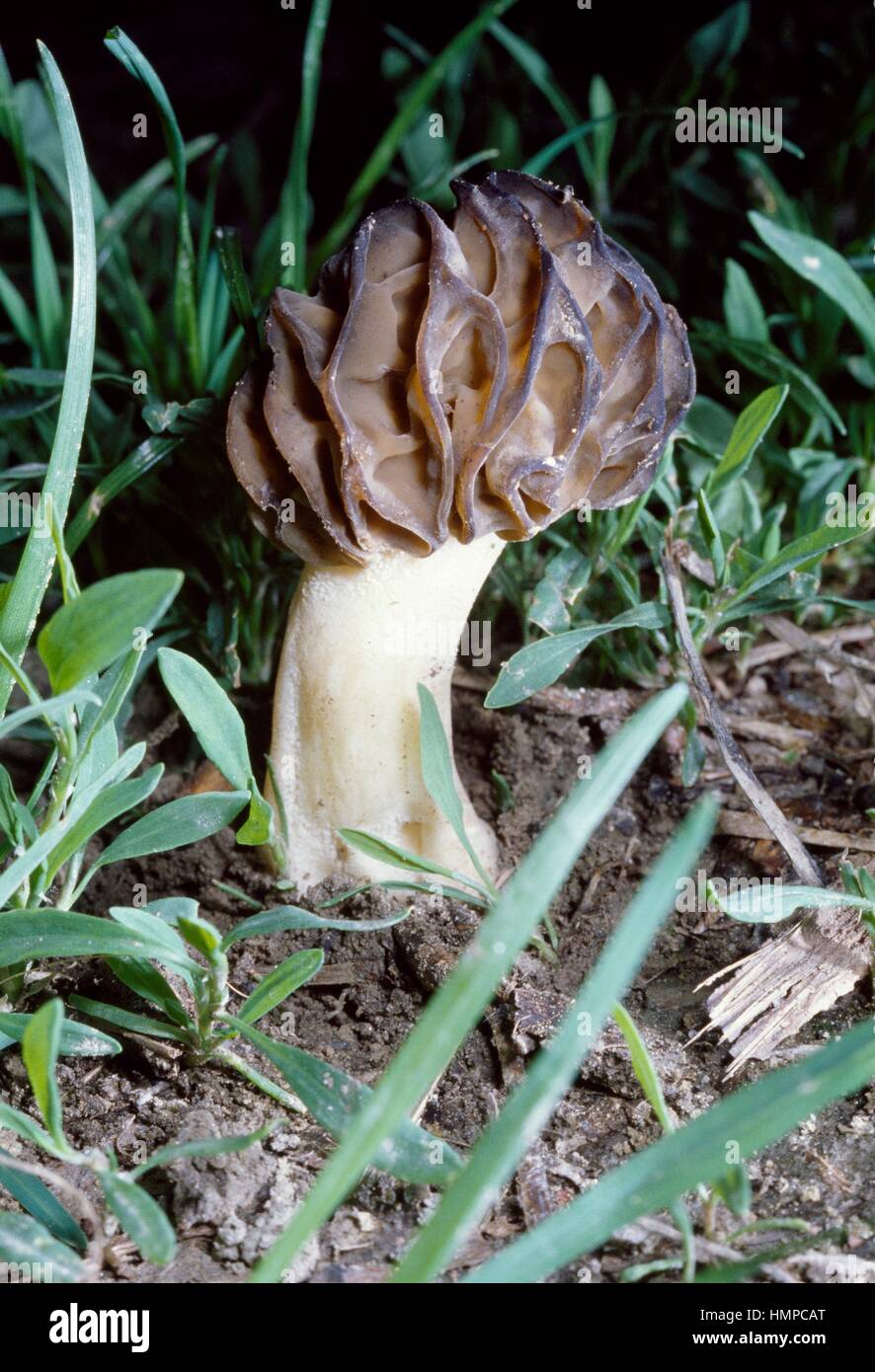 Morchella hortensis, Morchellaceae Stock Photo - Alamy
