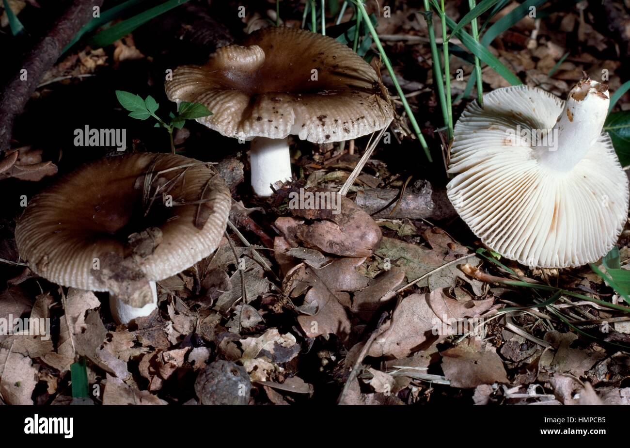 Examples of russula pectinata hi-res stock photography and images - Alamy