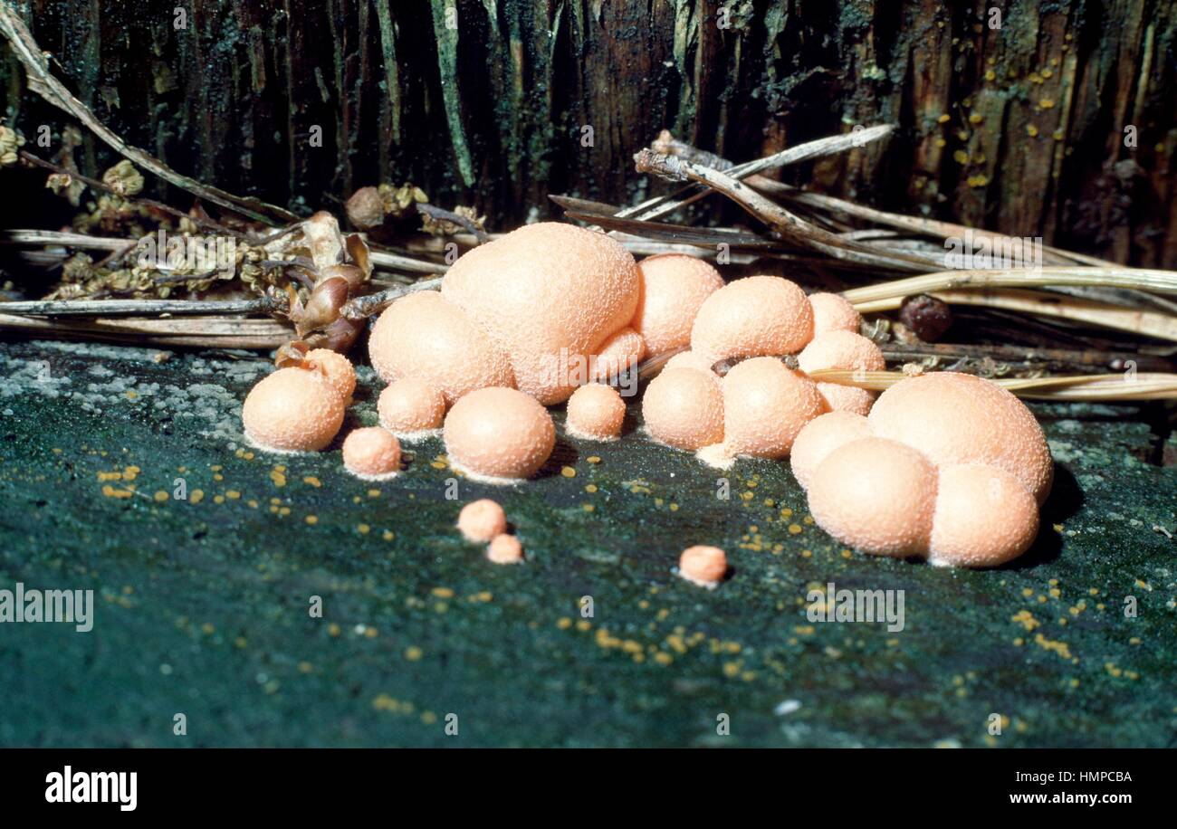Wolf's milk or Groening's slime (Lycogala epidendron), Reticulariaceae ...