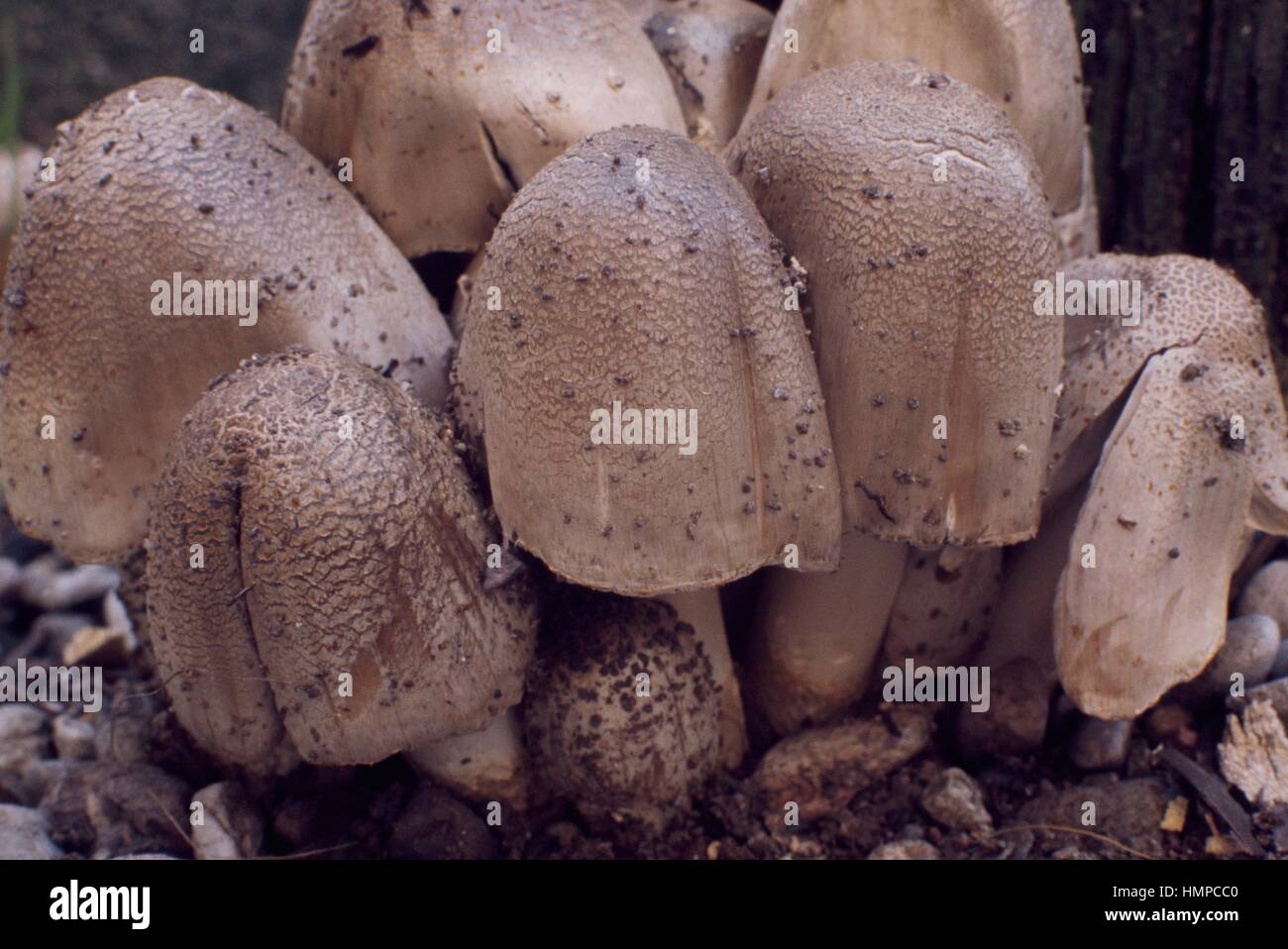 Coprinopsis atramentarius hi-res stock photography and images - Alamy